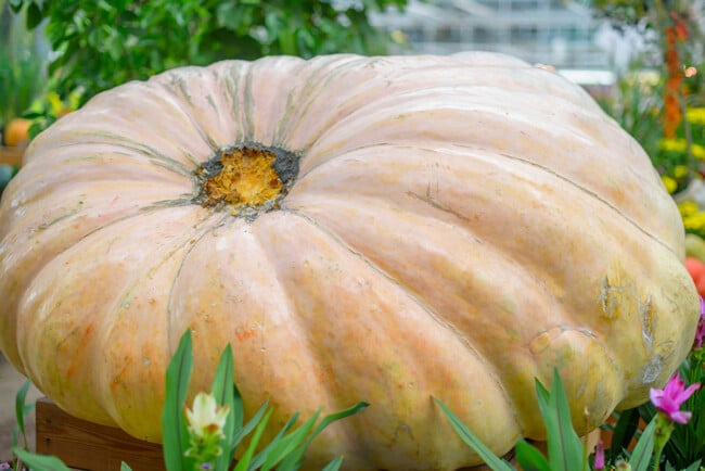22 Types of Pumpkin From A to Z (With Photos!) | Live Eat Learn