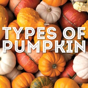 22 Types of Pumpkin From A to Z (With Photos!) | Live Eat Learn