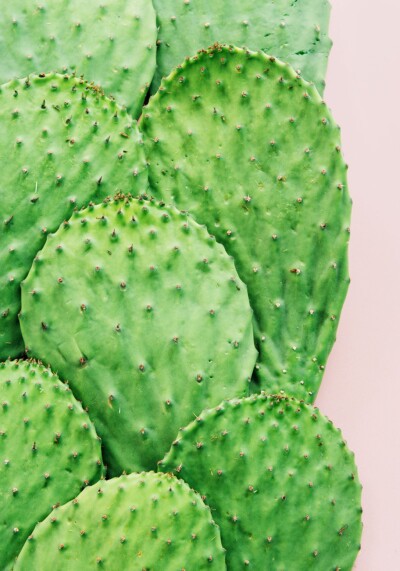 How To Cook Nopales (Cactus Paddles!) | Live Eat Learn