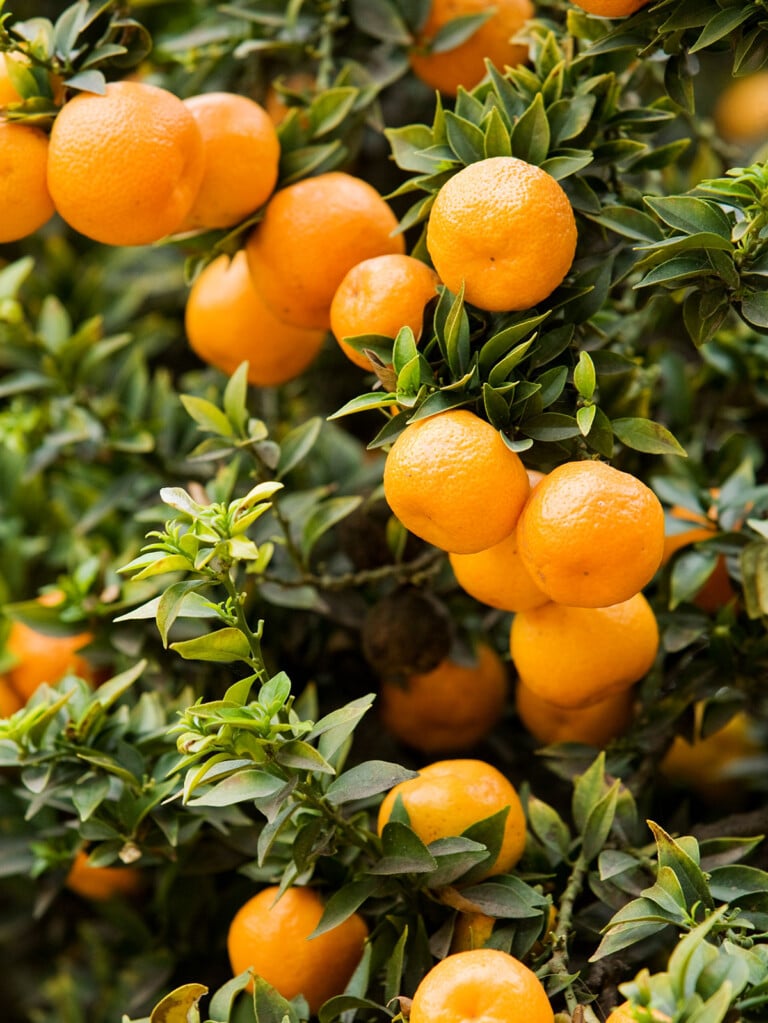 39 Types Of Oranges From A to Z (With Photos!) | Live Eat Learn