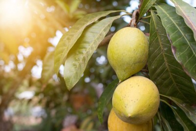 129 Tropical Fruits From A to Z (With Photos!) | Live Eat Learn