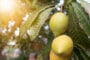 129 Tropical Fruits From A to Z (With Photos!) | Live Eat Learn