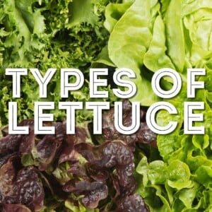 26 Types Of Lettuce From A To Z With Photos Live Eat Learn