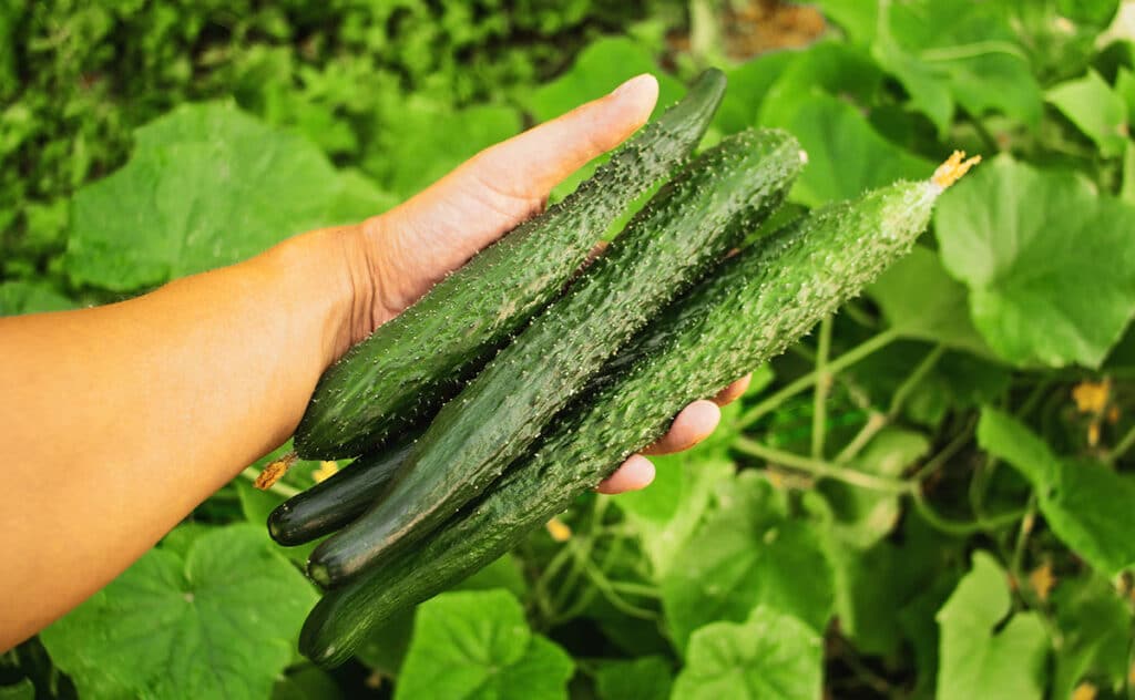 57 Types Of Cucumbers From A to Z (With Photos!) | Live Eat Learn