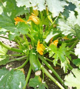 15 Types Of Zucchini From A to Z (With Photos!) | Live Eat Learn