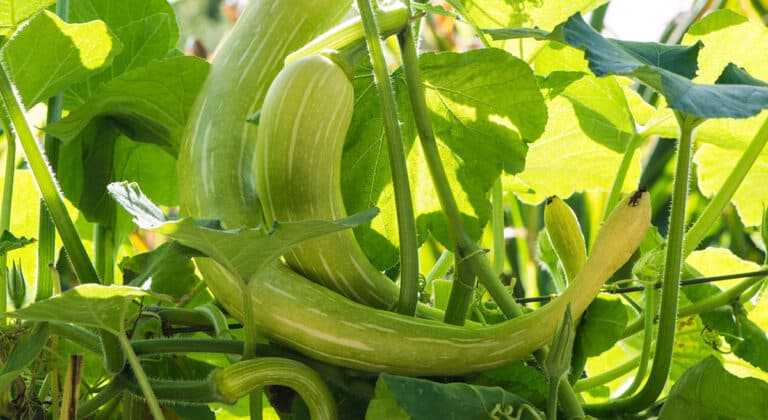 15 Types Of Zucchini From A to Z (With Photos!) | Live Eat Learn