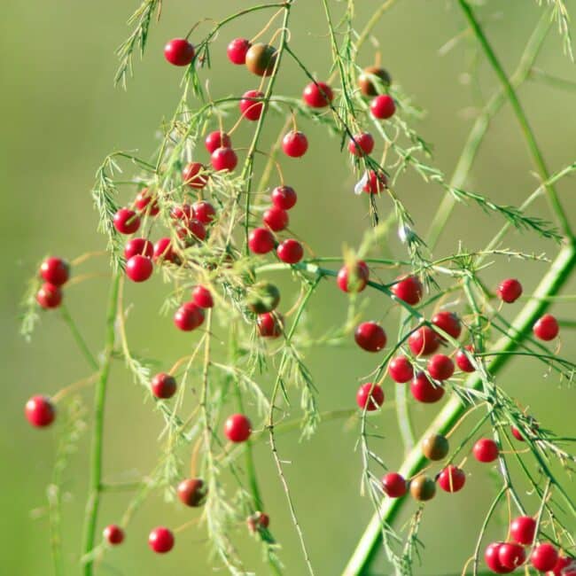 40 Types of Berries From A To Z (With Photos!) | Live Eat Learn