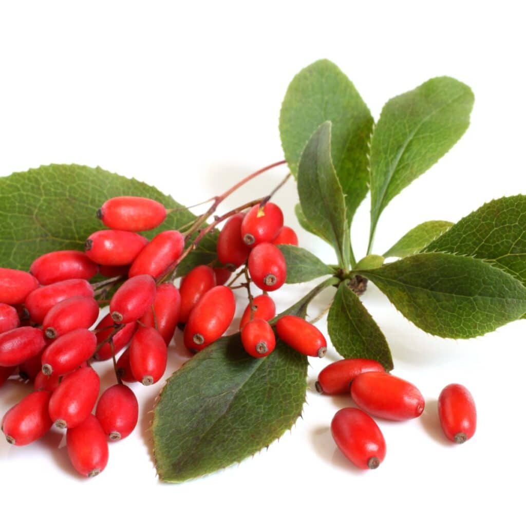 40 Types of Berries From A To Z (With Photos!) | Live Eat Learn