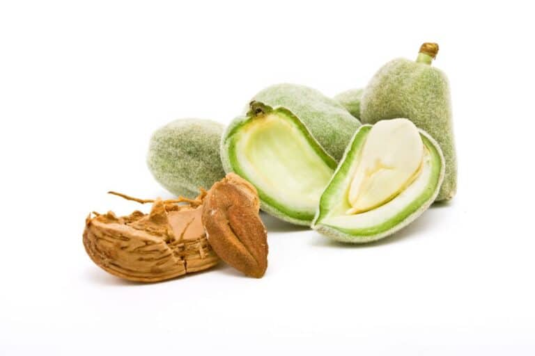 59 Types of Nuts From A to Z (With Photos!) | Live Eat Learn