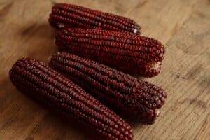 17 Types of Corn From A To Z (With Photos!) | Live Eat Learn