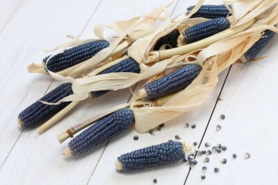 17 Types of Corn From A To Z (With Photos!) | Live Eat Learn