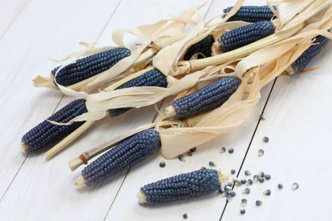 17 Types of Corn From A To Z (With Photos!) | Live Eat Learn