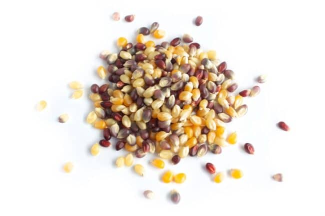 17 Types of Corn From A To Z (With Photos!) | Live Eat Learn