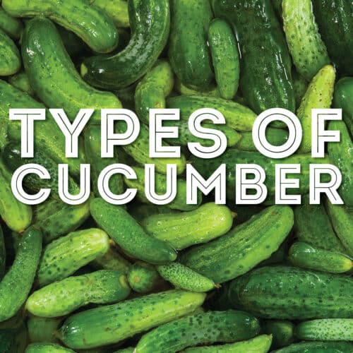 57 Types Of Cucumbers From A to Z (With Photos!) | Live Eat Learn