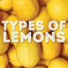 34 Types Of Lemons From A to Z (With Photos!) | Live Eat Learn
