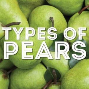 29 Types Of Pears From A to Z (With Photos!) | Live Eat Learn