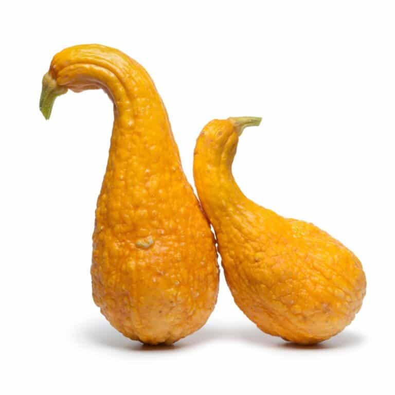 13 Types Of Yellow Squash With Photos Live Eat Learn