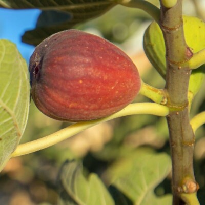 17 Types Of Figs From A to Z (With Photos!) | Live Eat Learn