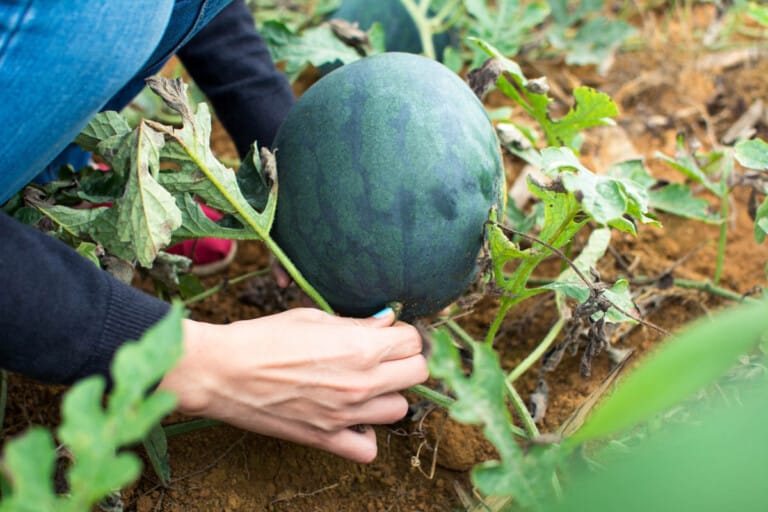 33 Types Of Watermelon (With Photos!) | Live Eat Learn