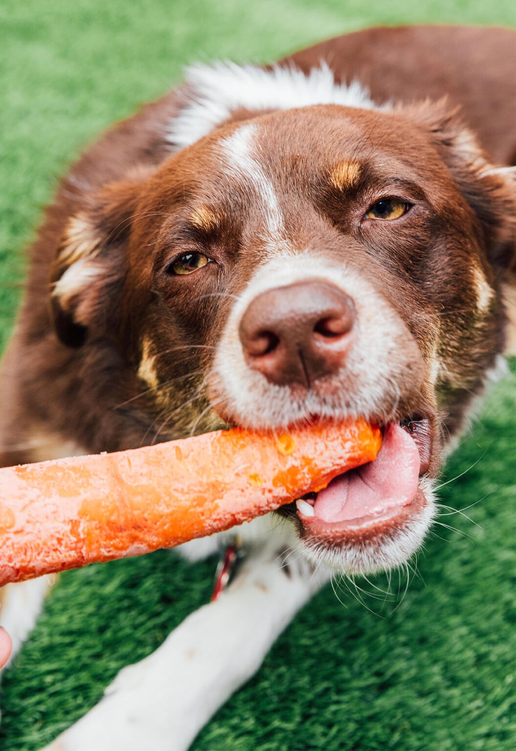 Frozen Carrot Homemade Dog Chews (2 Ingredients) | Live Eat Learn