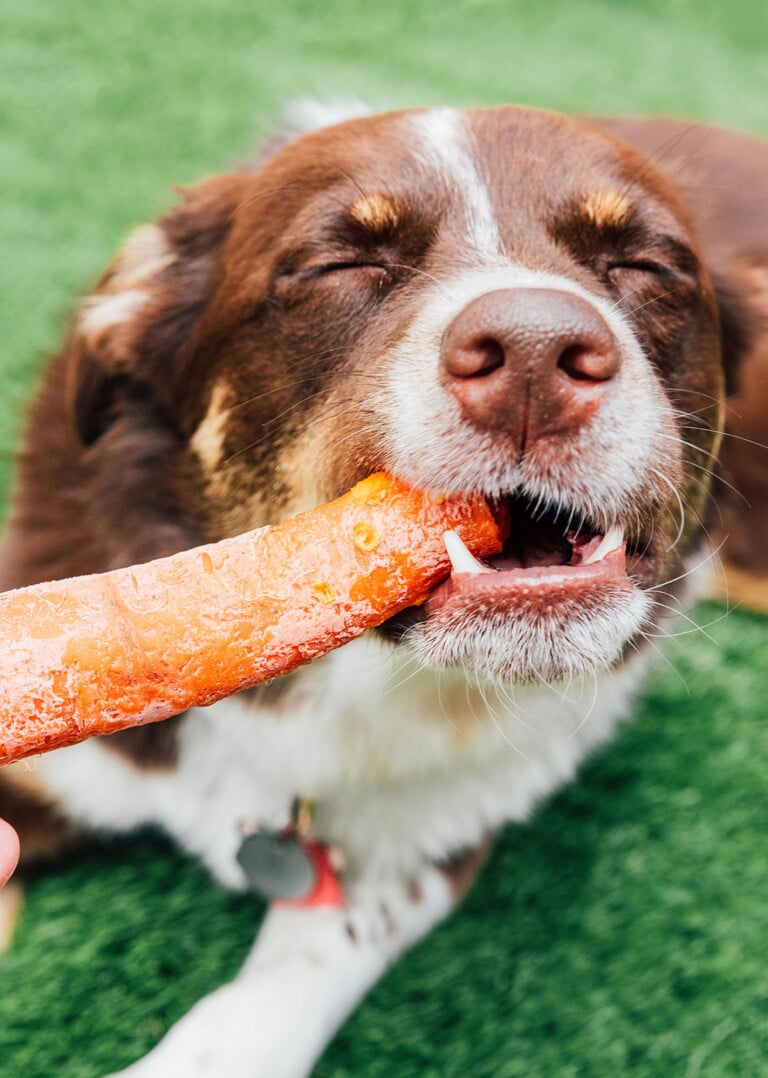 Frozen Carrot Homemade Dog Chews (2 Ingredients) | Live Eat Learn