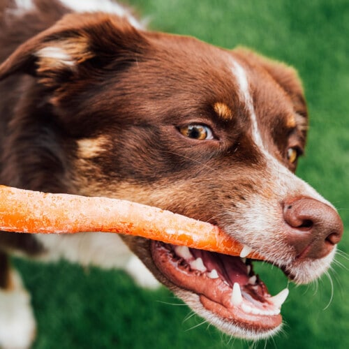 Frozen Carrot Homemade Dog Chews (2 Ingredients) | Live Eat Learn